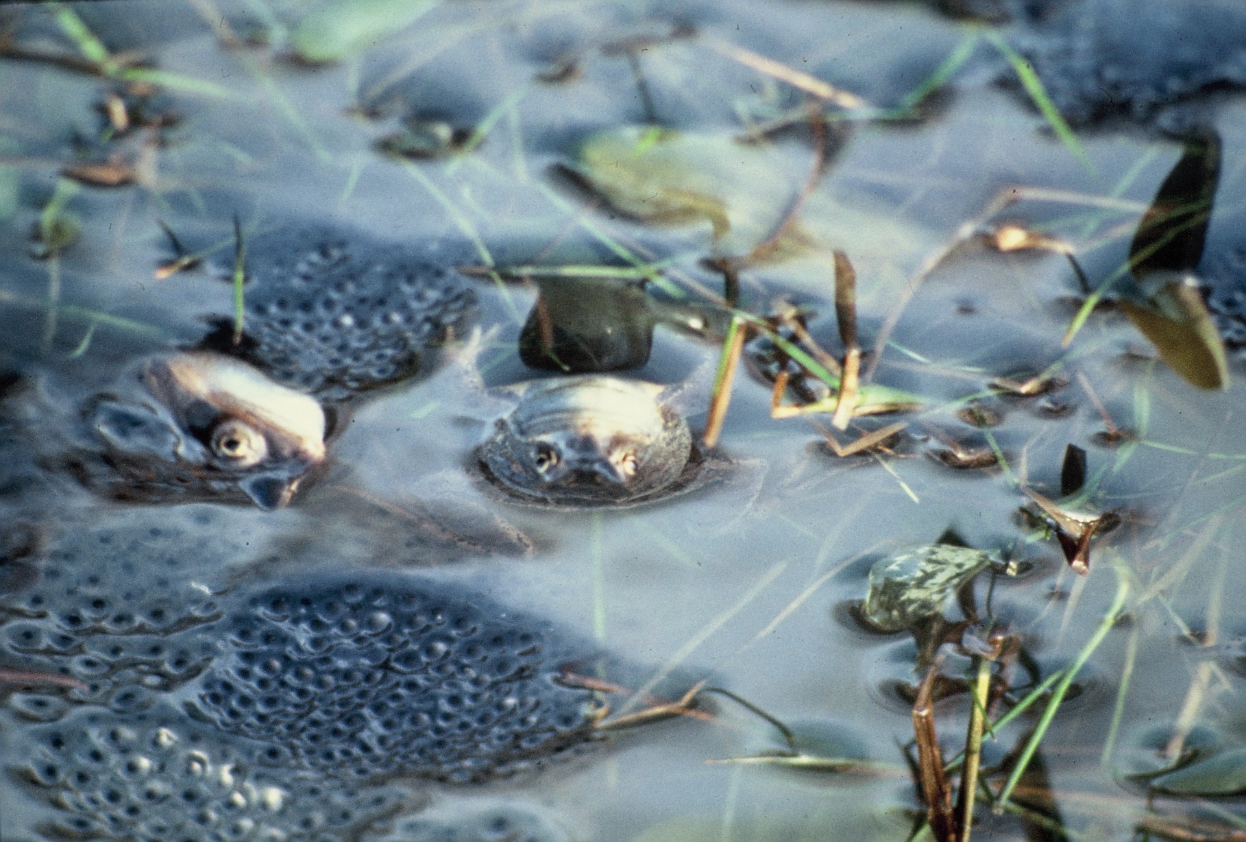 Colonisation by Wildlife – East Blatchington Pond Conservation Society